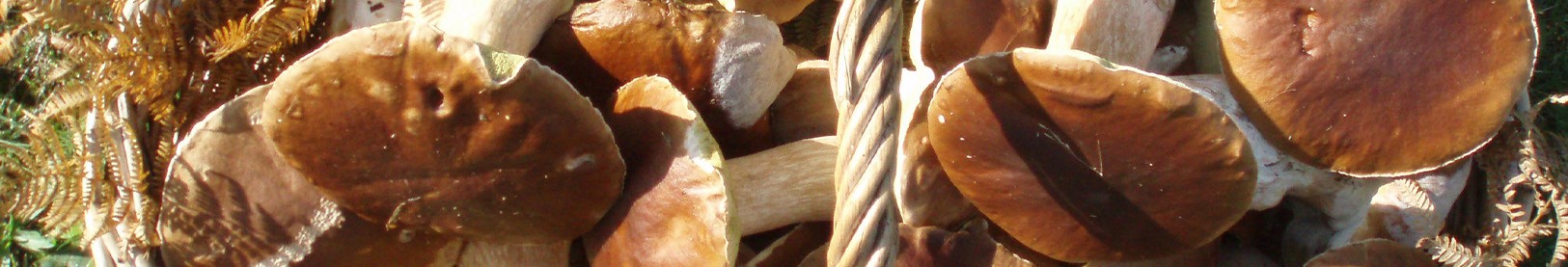 Champignons en conserves : bocaux à l'huile & au vinaigre
